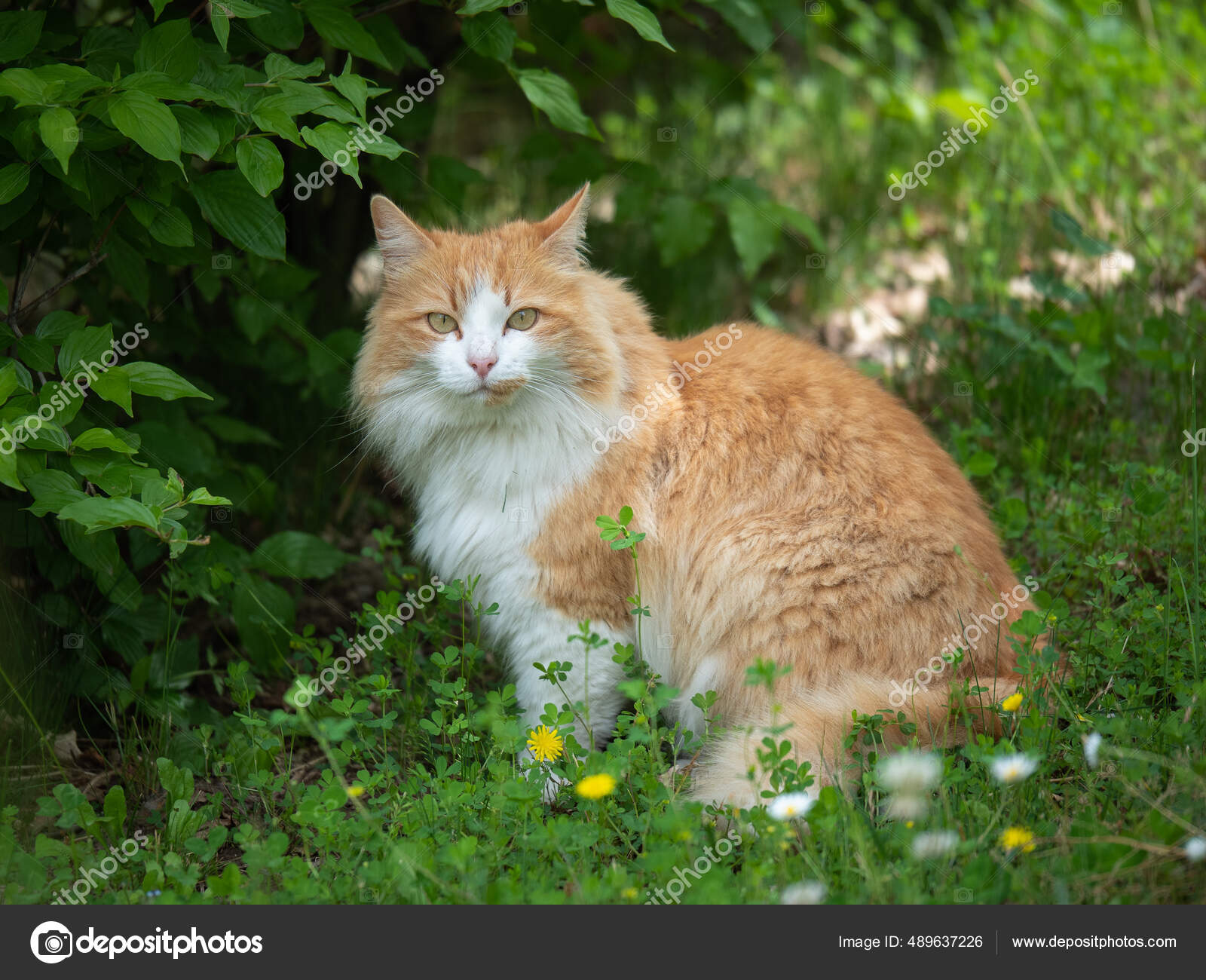 Beautiful Portrait Cat Hidden Leaves Light Brown White Fur Stock Photo ...