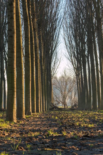trees in line inside forest - Stock Image - Everypixel
