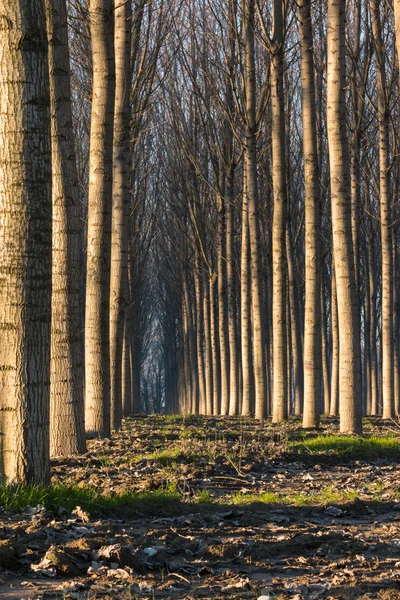 Planted pine Stock Photos, Royalty Free Planted pine Images | Depositphotos