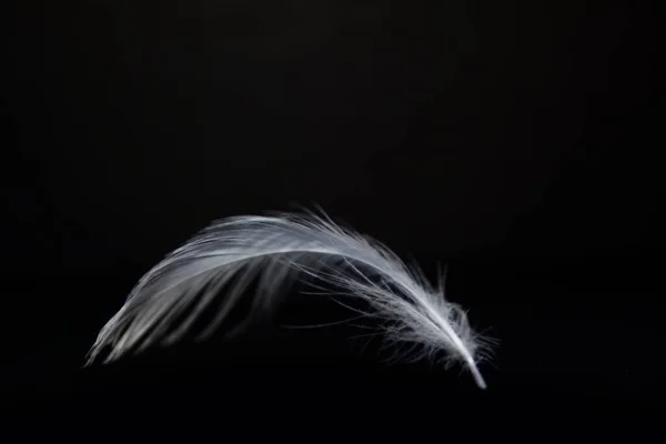 White feather moon Stock Photos, Royalty Free White feather moon Images ...