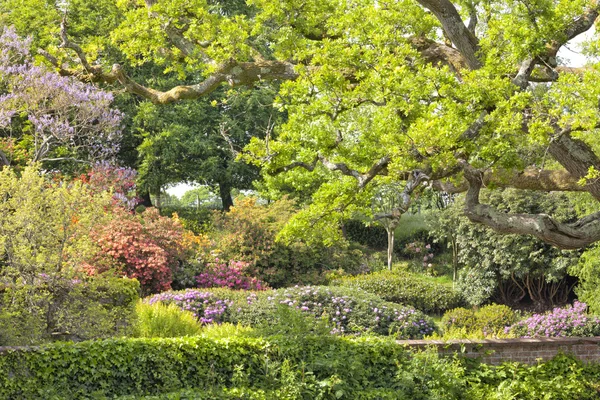 English spring garden with colourful flowering rhododendrons and ...