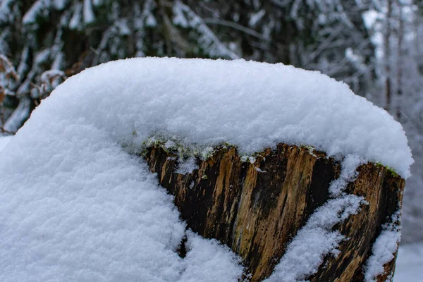 Tree stump in the snow Stock Photos, Royalty Free Tree stump in the ...