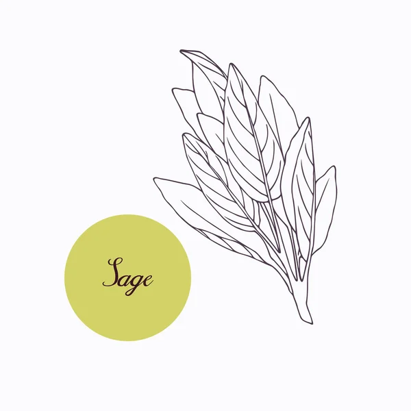 Sage Vector Art Stock Images | Depositphotos