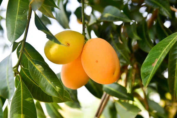 Close-up picture of Thai Plango on the tree, Thai fruit. - Stock Image ...