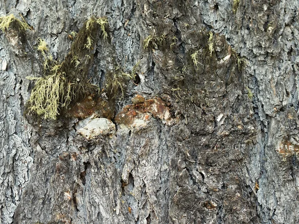 Oak tree sampling Stock Photos, Royalty Free Oak tree sampling Images ...