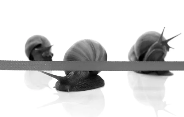 Ligne escargot Stock Photos, Royalty Free Ligne escargot Images ...