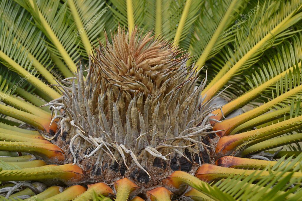 Palmera sagú, planta tropical de Brasil, nombre científico Cycas ...