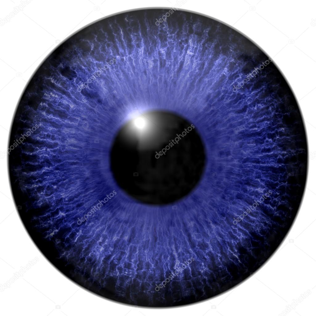 Detail of eye with blue colored iris and black pupil Stock Photo by ...
