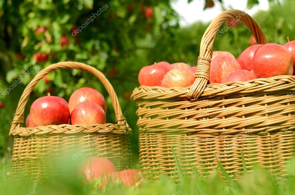 Two wicker baskets full of red apples Stock Photo by ©cobraCZ 90694816