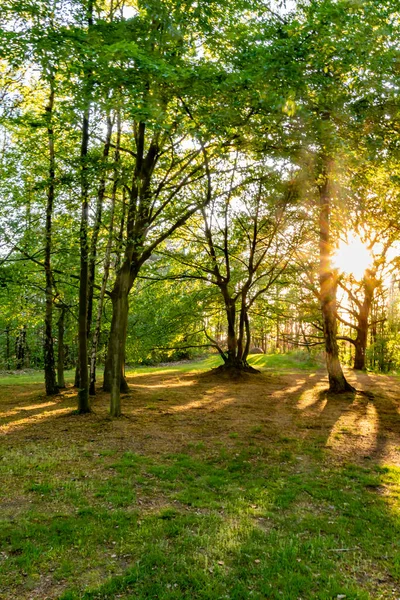 View of trees between which the light of the setting sun shines through ...