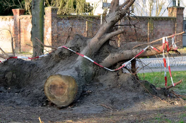 ルート ボール Stock Photos, Royalty Free ルート ボール Images | Depositphotos