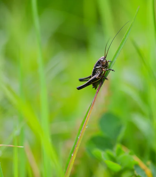 Cricket insect Stock Photos, Royalty Free Cricket insect Images ...