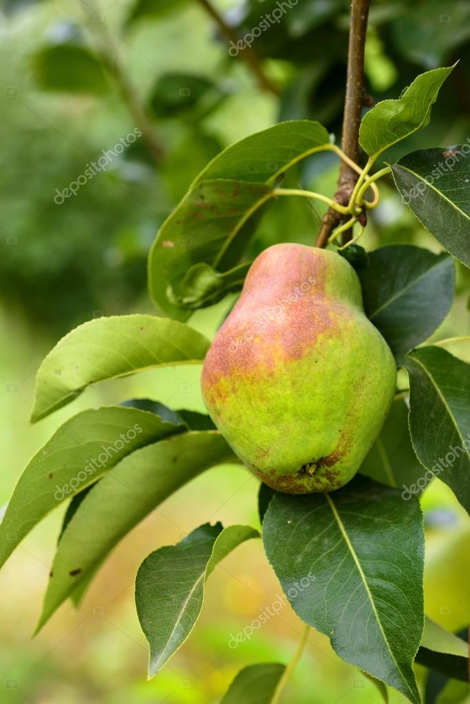Red ripe pear on the background of green foliage. Pear tree. Stock ...