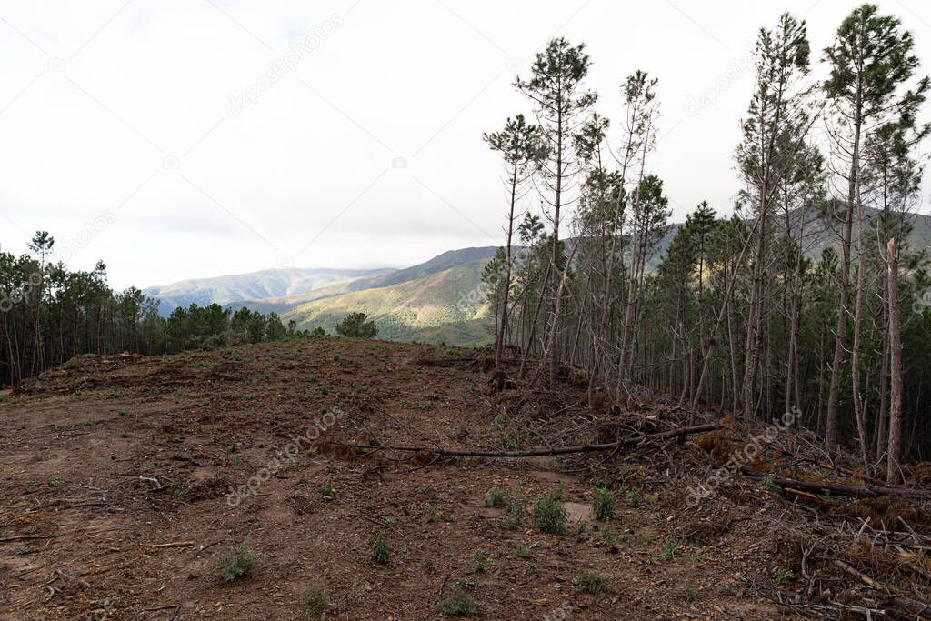 Foto de un área deforestada en un bosque de pinos. La tala de madera es ...