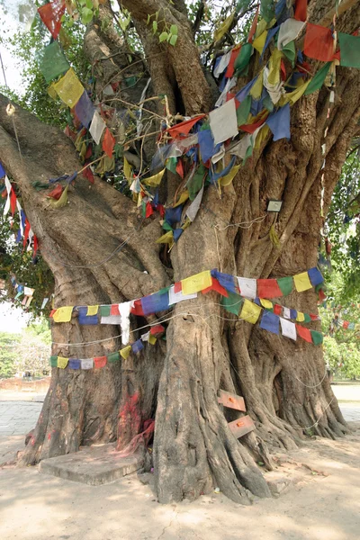 Bodhi tree nepal Stock Photos, Royalty Free Bodhi tree nepal Images ...