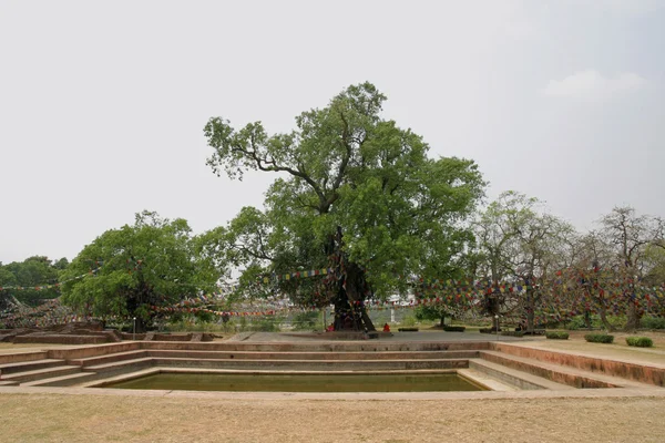 ᐈ A lime tree stock pictures, Royalty Free lime tree images | download ...