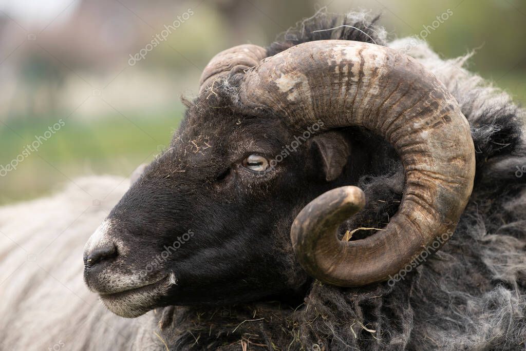 Retrato y primer plano de un macho "Heidschnucke", una oveja con ...