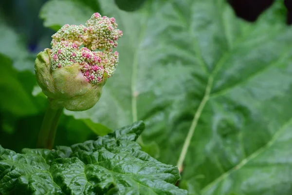 Rhubarb Flower