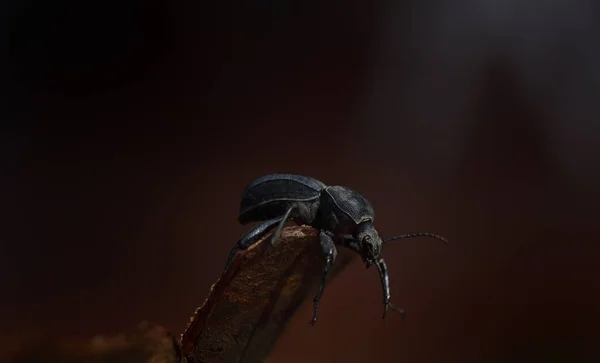 Fotos de Escarabajo en la mano, Imagens de Escarabajo en la mano sem ...