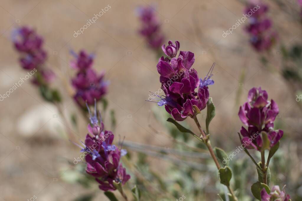 Las inflorescencias de Cyme de azul surgen en flor de la salvia de hoja ...