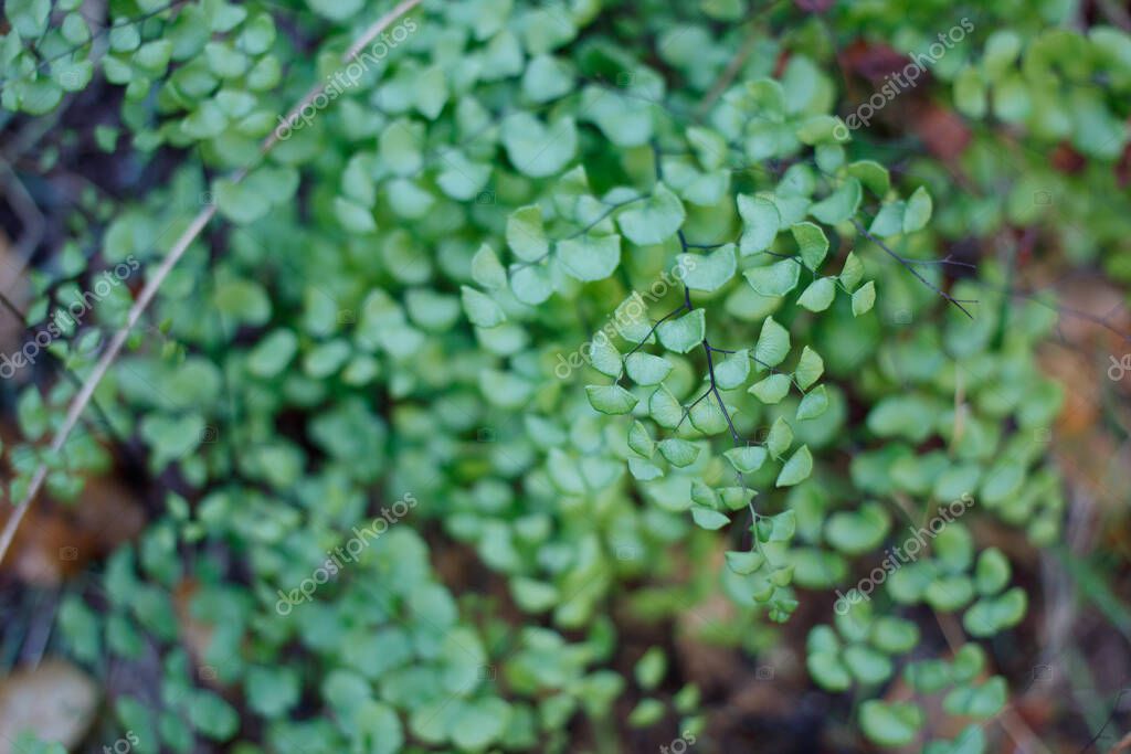 Bipinnate alternate distalmente amplio redondeado proximalmente truncar ...