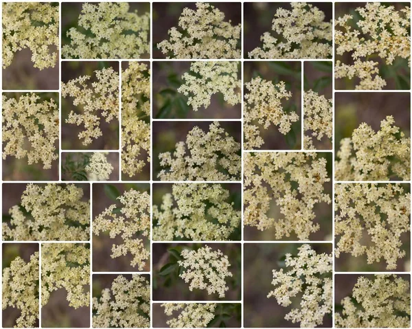 Collage de inflorescencias de cimas compuestas blancas en Blue Elder ...
