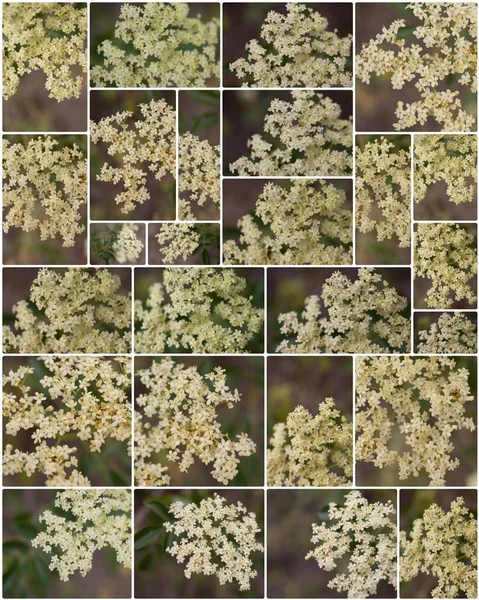 Collage de inflorescencias de cimas compuestas blancas en Blue Elder ...