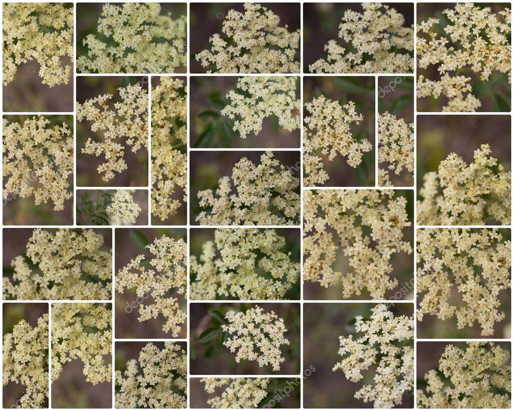Collage de inflorescencias de cimas compuestas blancas en Blue Elder ...