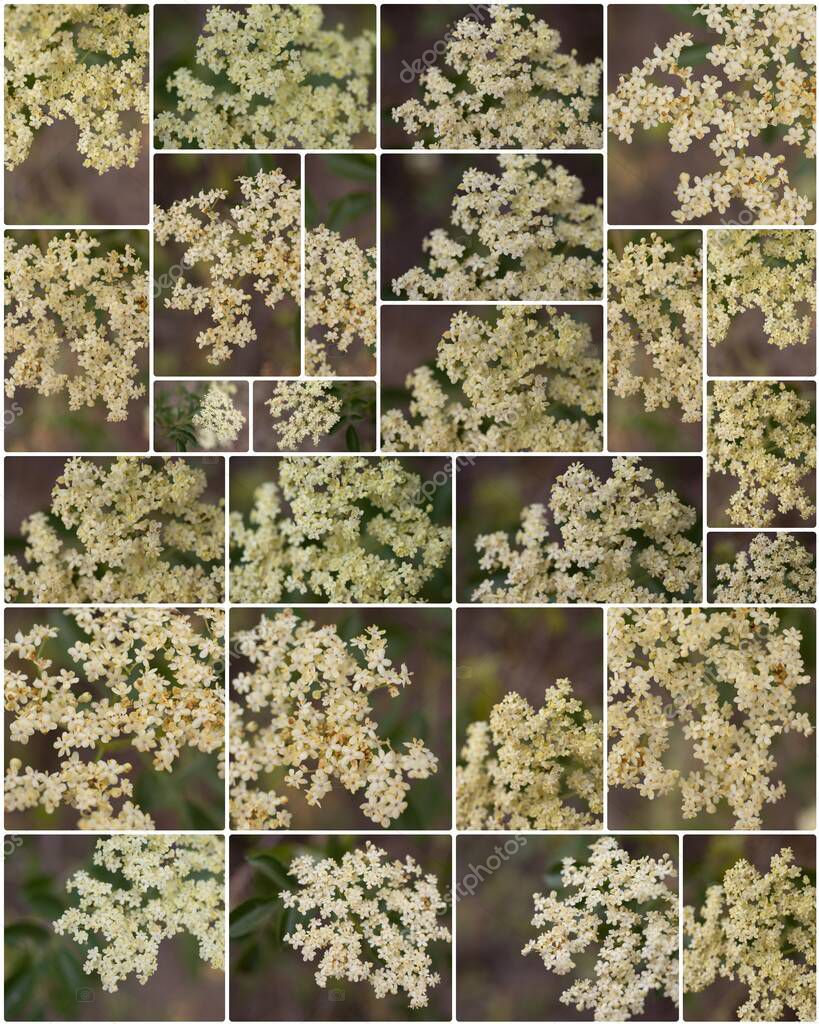 Collage de inflorescencias de cimas compuestas blancas en Blue Elder ...