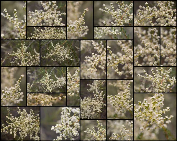 Collage de inflorescencias de panícula blanca en Resinbrush, Adenostoma ...