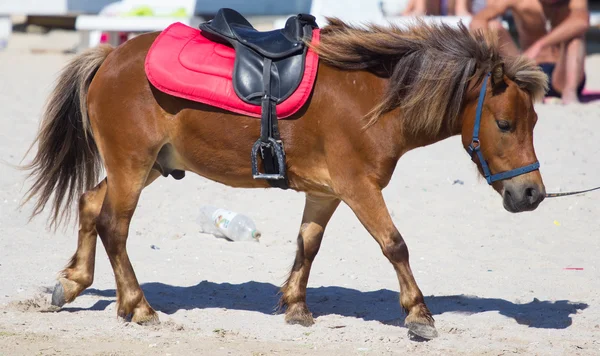 Beach pony Stock Photos, Royalty Free Beach pony Images | Depositphotos