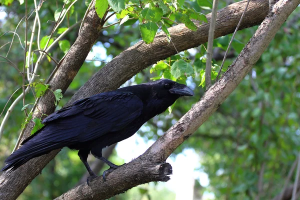 Big black raven Stock Photo by ©scherbinator 55420983
