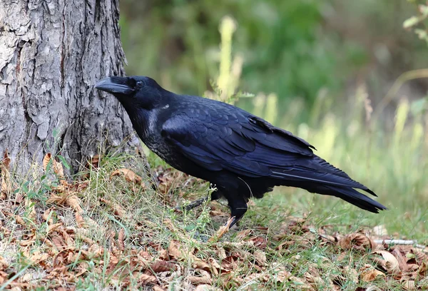 Gros corbeaux noirs Stock Photos, Royalty Free Gros corbeaux noirs ...