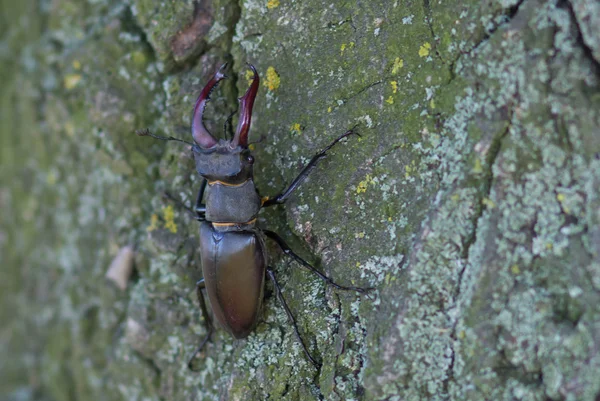 Stag beetle Stock Photos, Royalty Free Stag beetle Images | Depositphotos