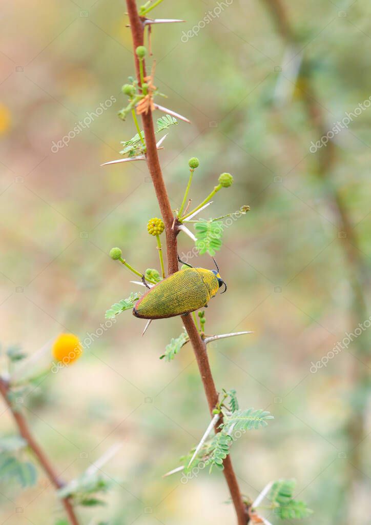 Los insectos o insectos son invertebrados hexápodos pancrustáceos y el ...