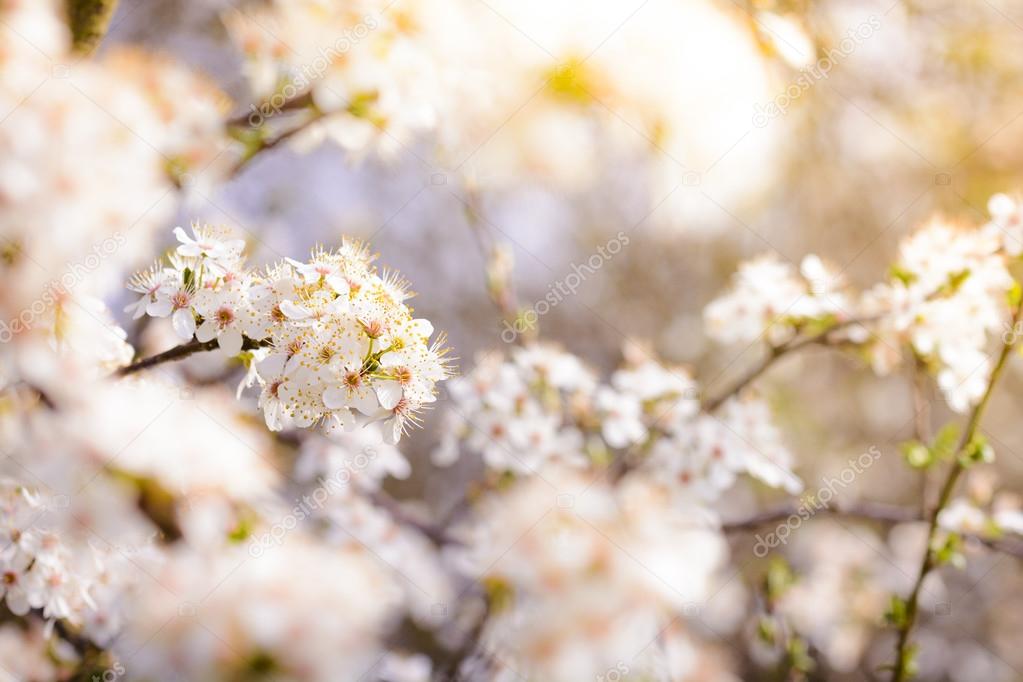 Spring flowers with white blossom — Stock Photo © fontaineg974 #103096480