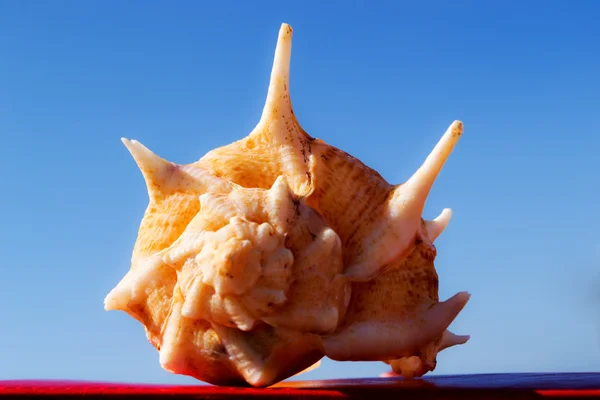 Imágenes de Conch 5 interesting facts libres de derechos | Depositphotos