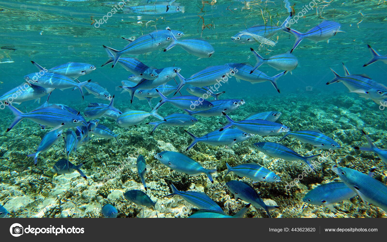 Fish Red Sea Cesium Rus Red Sea Fusilier Suez Fusilier — Stock Photo ...