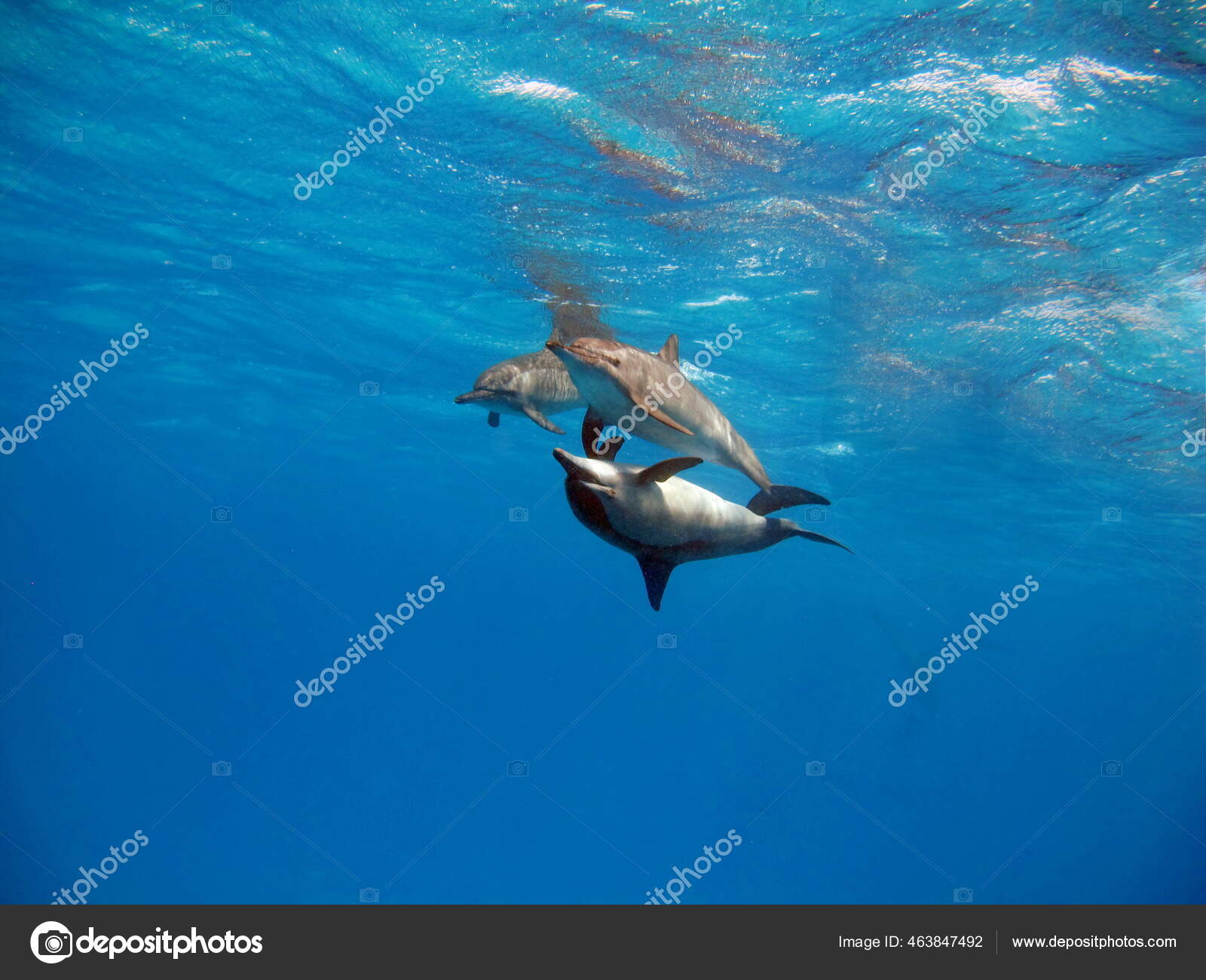 Spinner Dolphin Stenella Longirostris Small Dolphin Lives Tropical ...