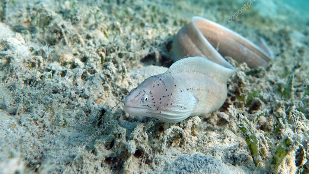Moray anguilas. Los peces - el tipo del pez óseo Osteichthyes. Moray ...