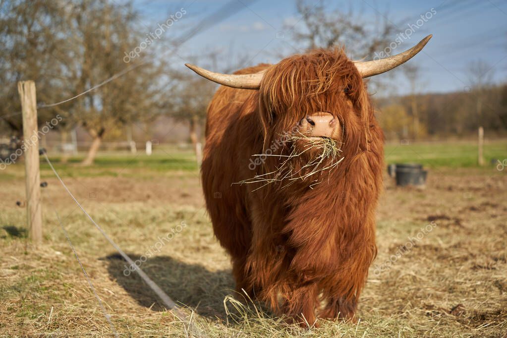 Joven ternero de ganado de las tierras altas desde el frente. Animal ...