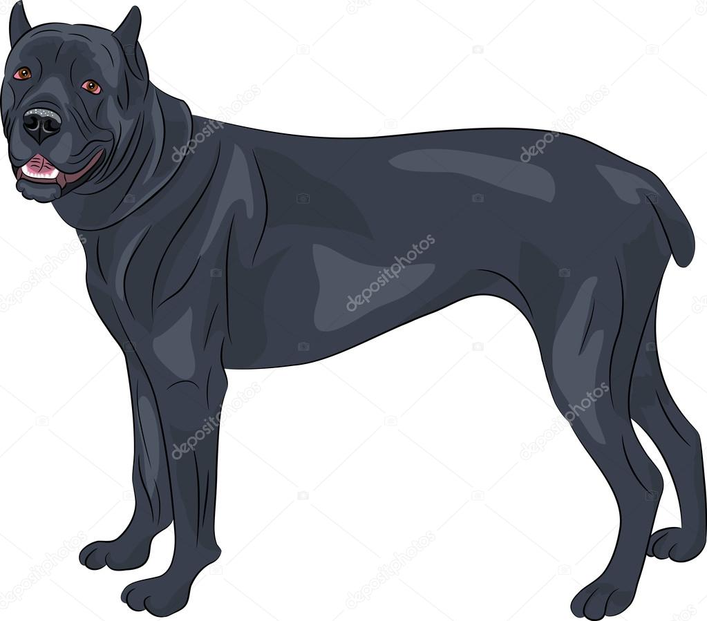 Vector. Cane Corso. Stock Vector Image by ©pillerss #67829623