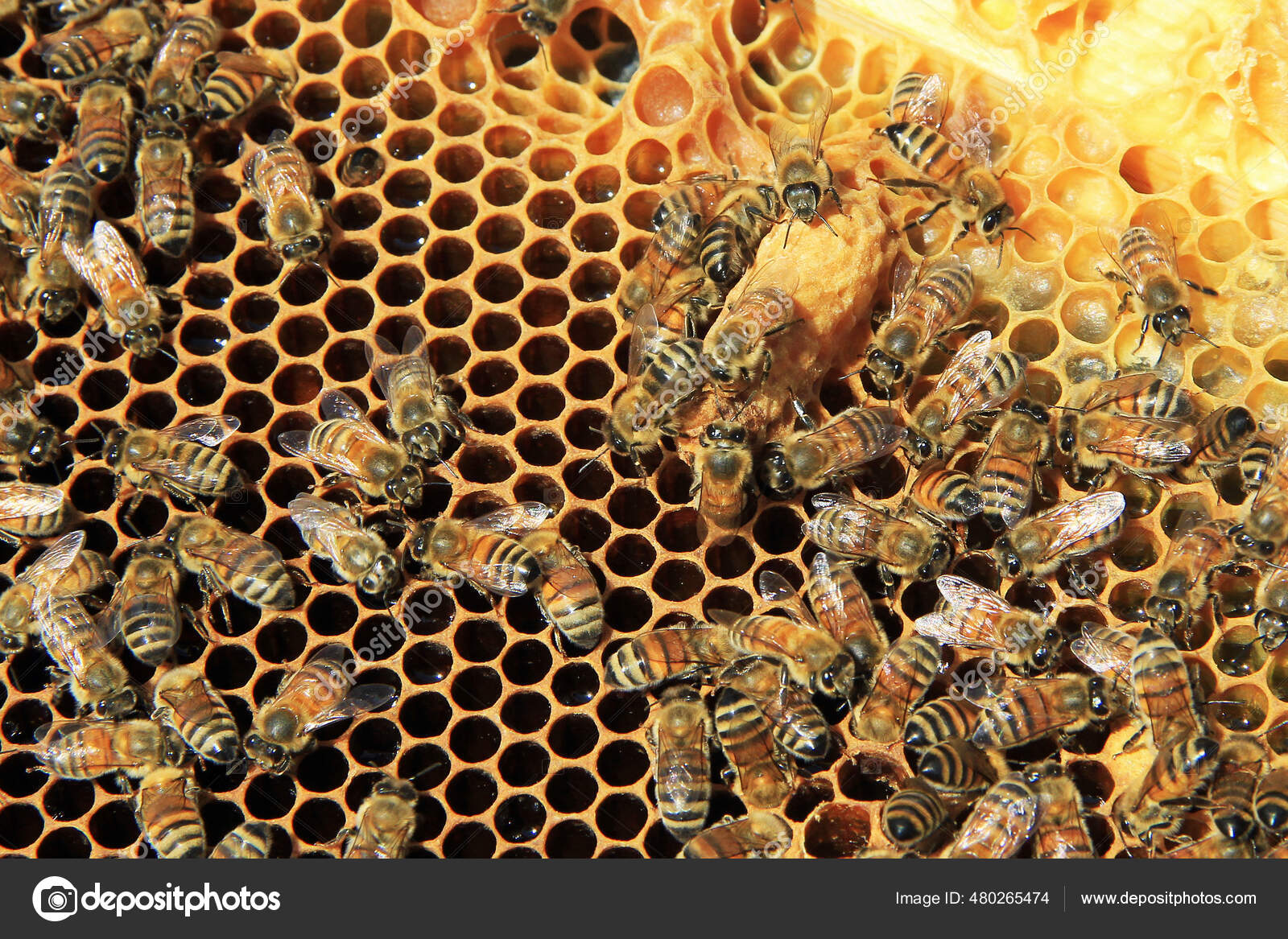 Honey Bee Queen Cells