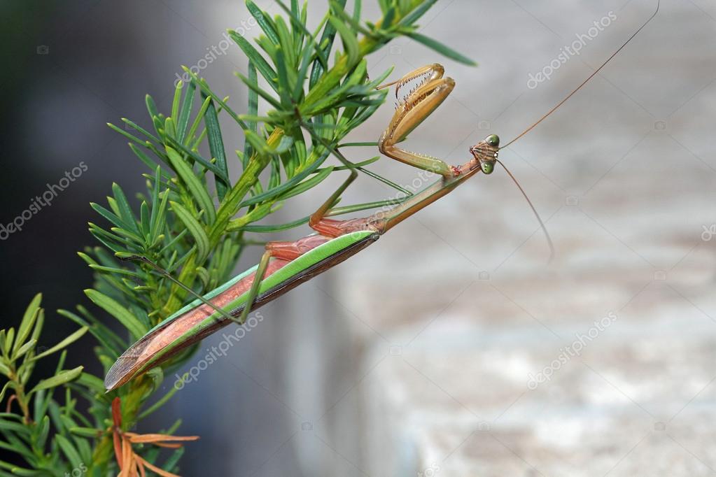 Este Mantis de color marrón y verde (Mantis religiosa) es un insecto ...