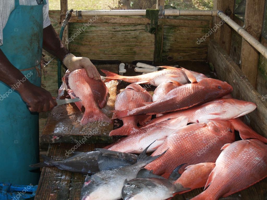A days catch of large red snapper and trigger fish being cleaned, which ...