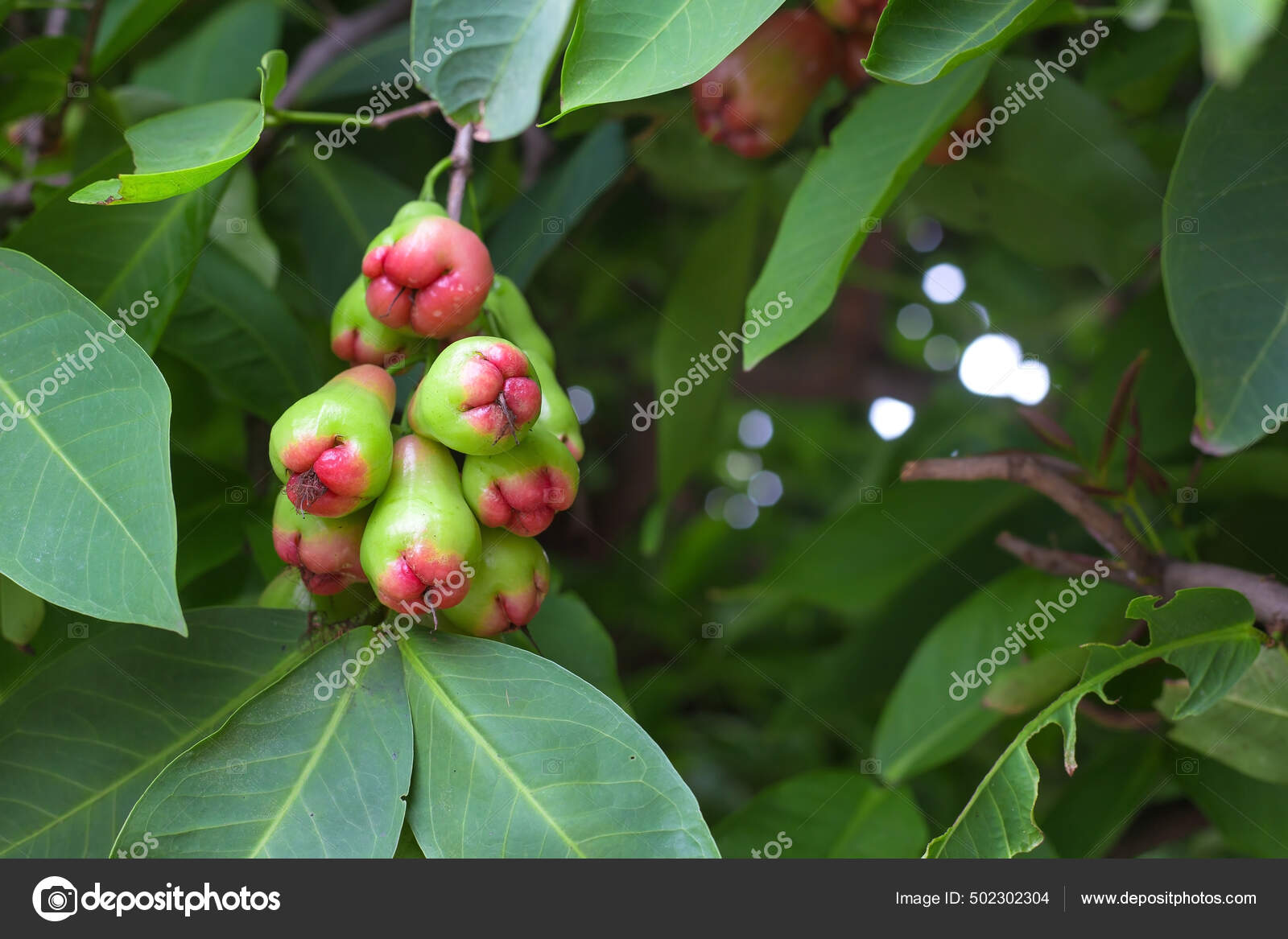Beautiful Rose Apple Fruit Species Original Southeast Asia Rose Apples ...
