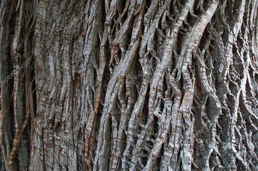 Tree bark very cracked — Stock Photo © cyfuss #57094443