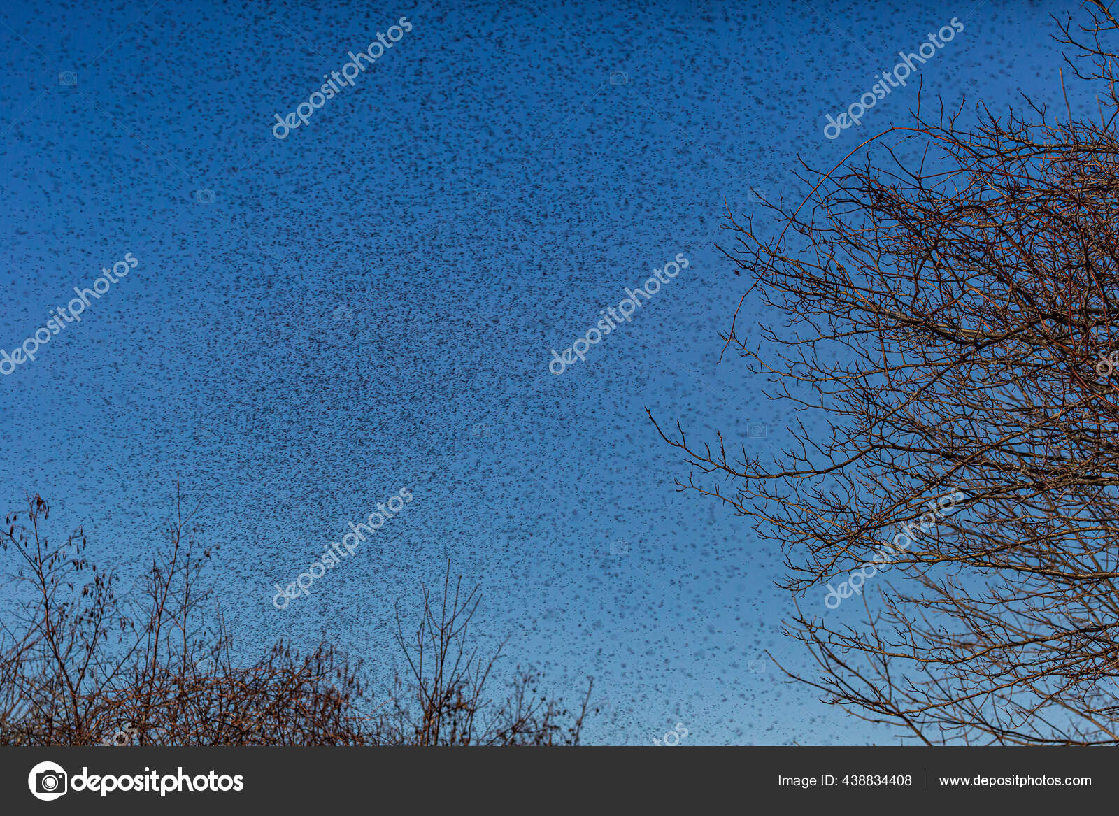 Swarm Midge Flies Converges Fly Clear Blue Sky Stock Photo by ©mshirani ...