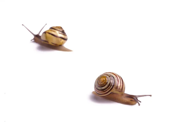 Small starters Stock Photos, Royalty Free Small starters Images ...