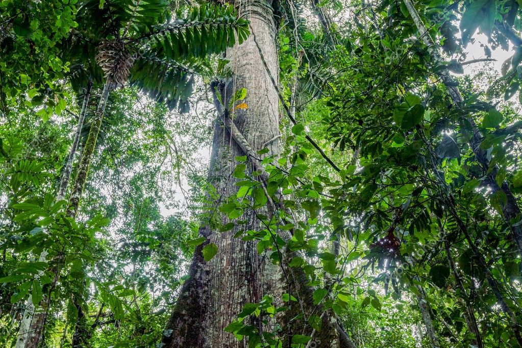Kapok Tree In Rainforest